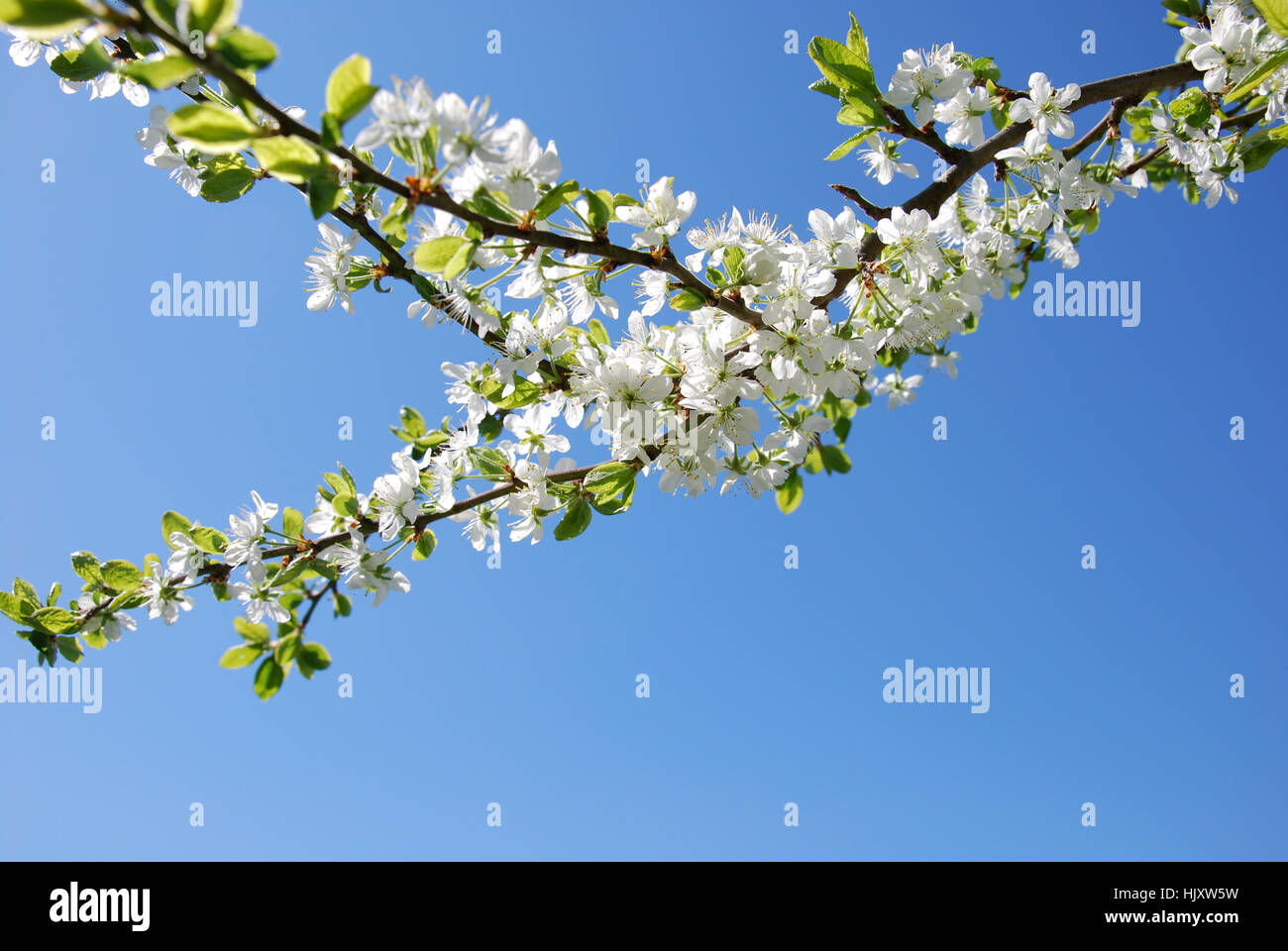 blue, tree, flower, flowers, plant, sunshine, plum, firmament, sky ...