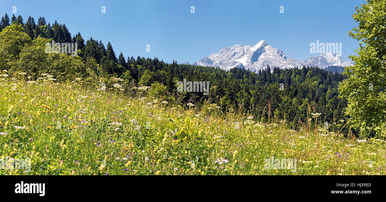 alps, flower, flowers, plant, spring, meadow, mountain, scenery ...