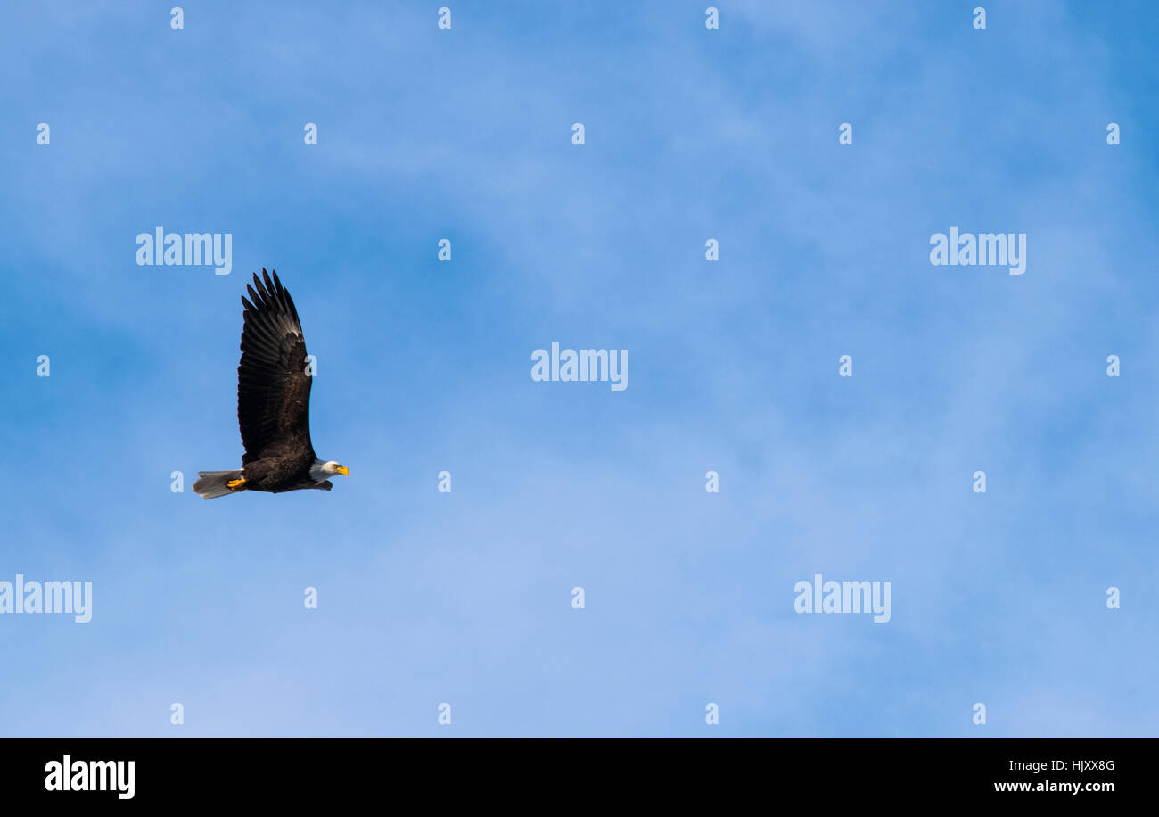 Eagle Soaring Sun High Resolution Stock Photography and Images - Alamy