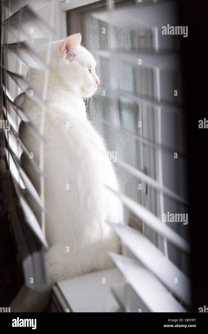 A white cat looks out the window Stock Photo - Alamy
