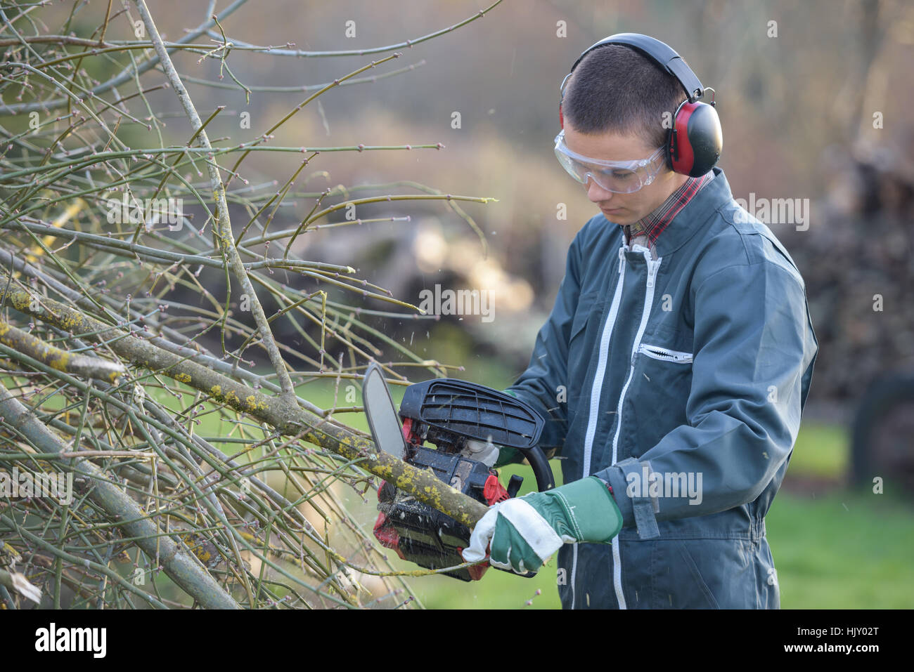 cutting a tree branch Stock Photo - Alamy