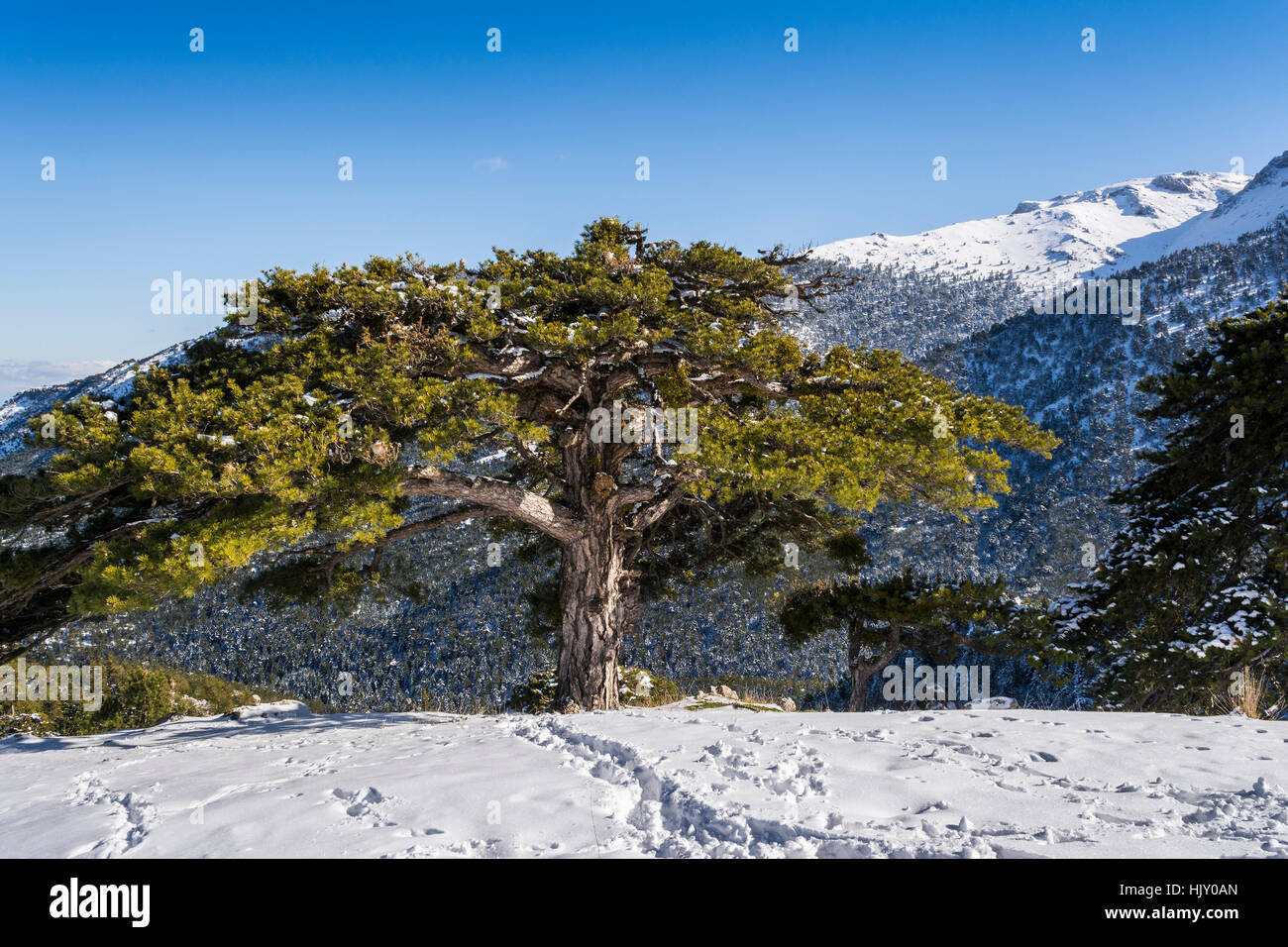 Ziria mountain covered with snow on a winter day, Korinthia, South ...
