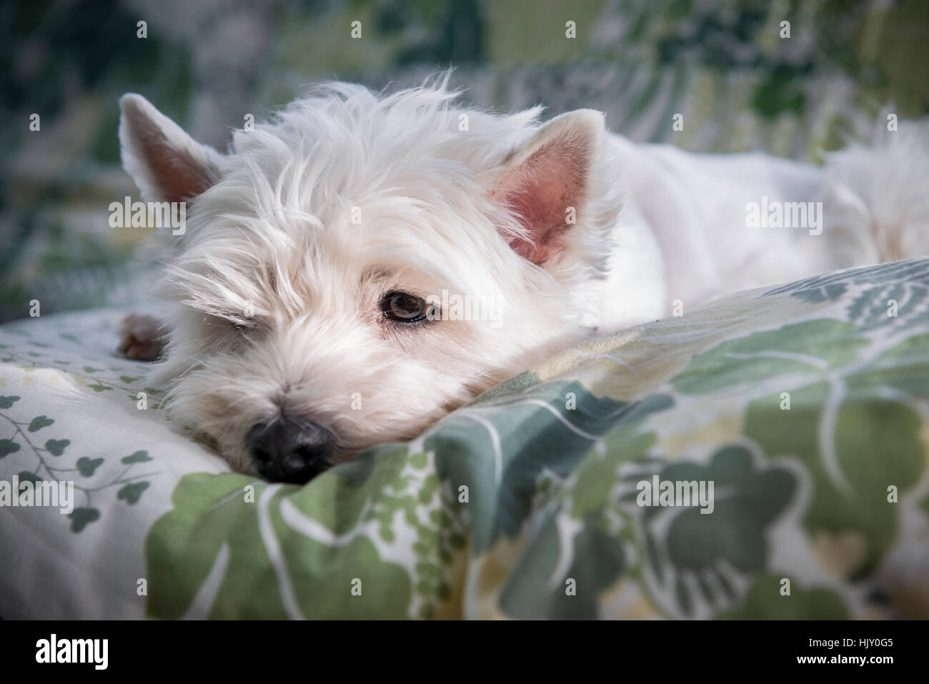 West highland terrier resting on a bed. Sad face Stock Photo - Alamy