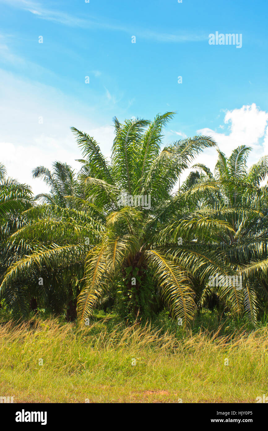 tree, summer, summerly, sunlight, palm, nature, blue, leaf, tree ...