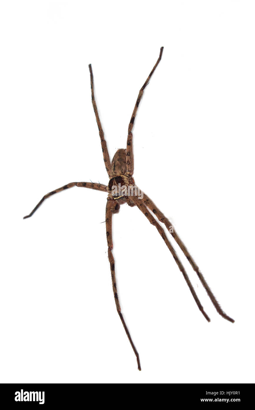 spider, poison, bug, danger, big, large, enormous, extreme, powerful ...