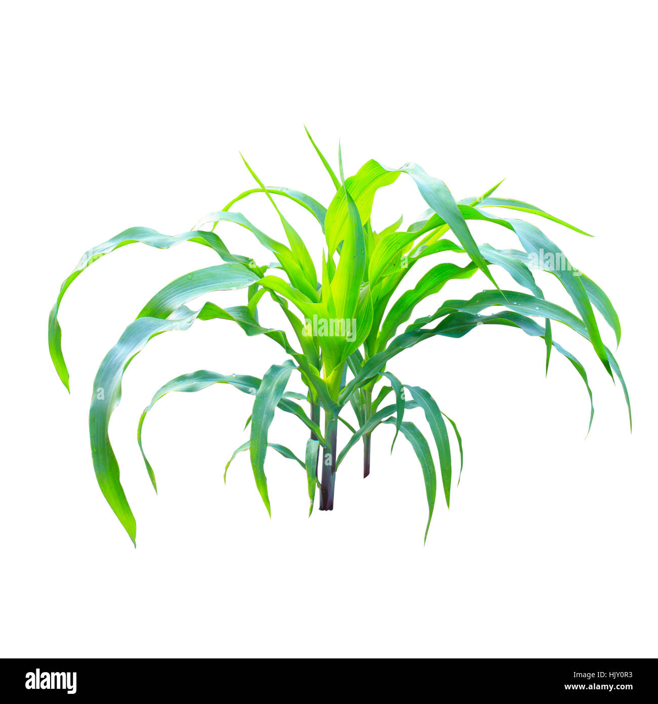 leaf, corn, growth, plant, food, aliment, leaf, isolated, new ...