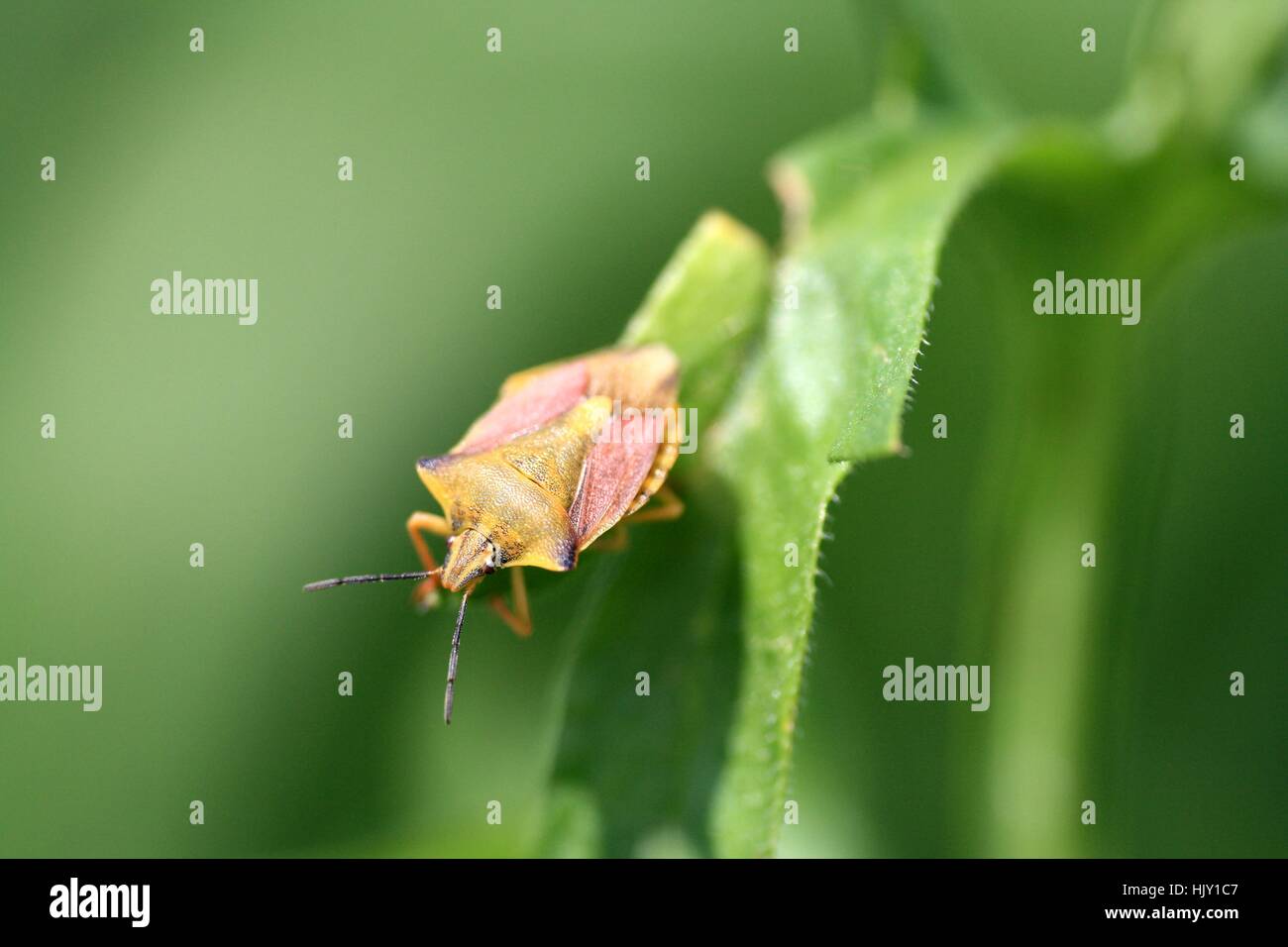 Predatory leaf plant hi-res stock photography and images - Alamy