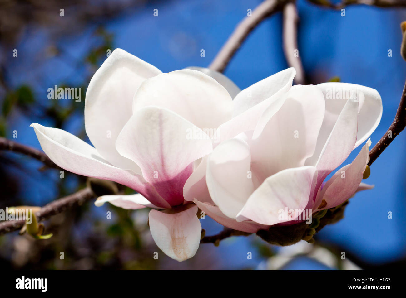 tree, bloom, blossom, flourish, flourishing, spring, magnolia, blue ...