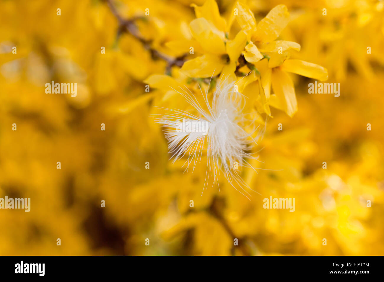 bloom, blossom, flourish, flourishing, easter, yellow, tree, garden ...