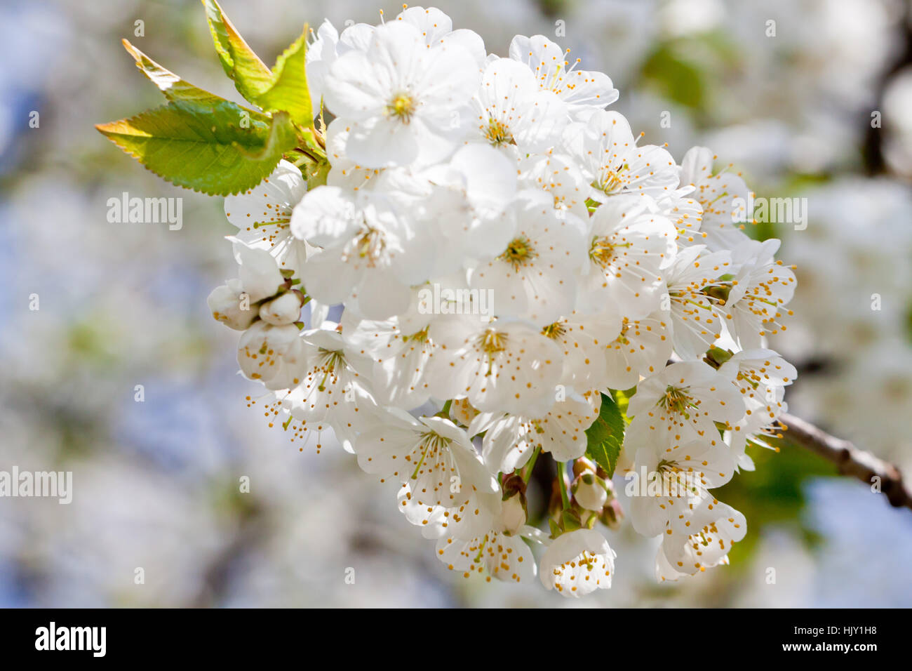 bloom, blossom, flourish, flourishing, spring, fruit, cherry blossom ...