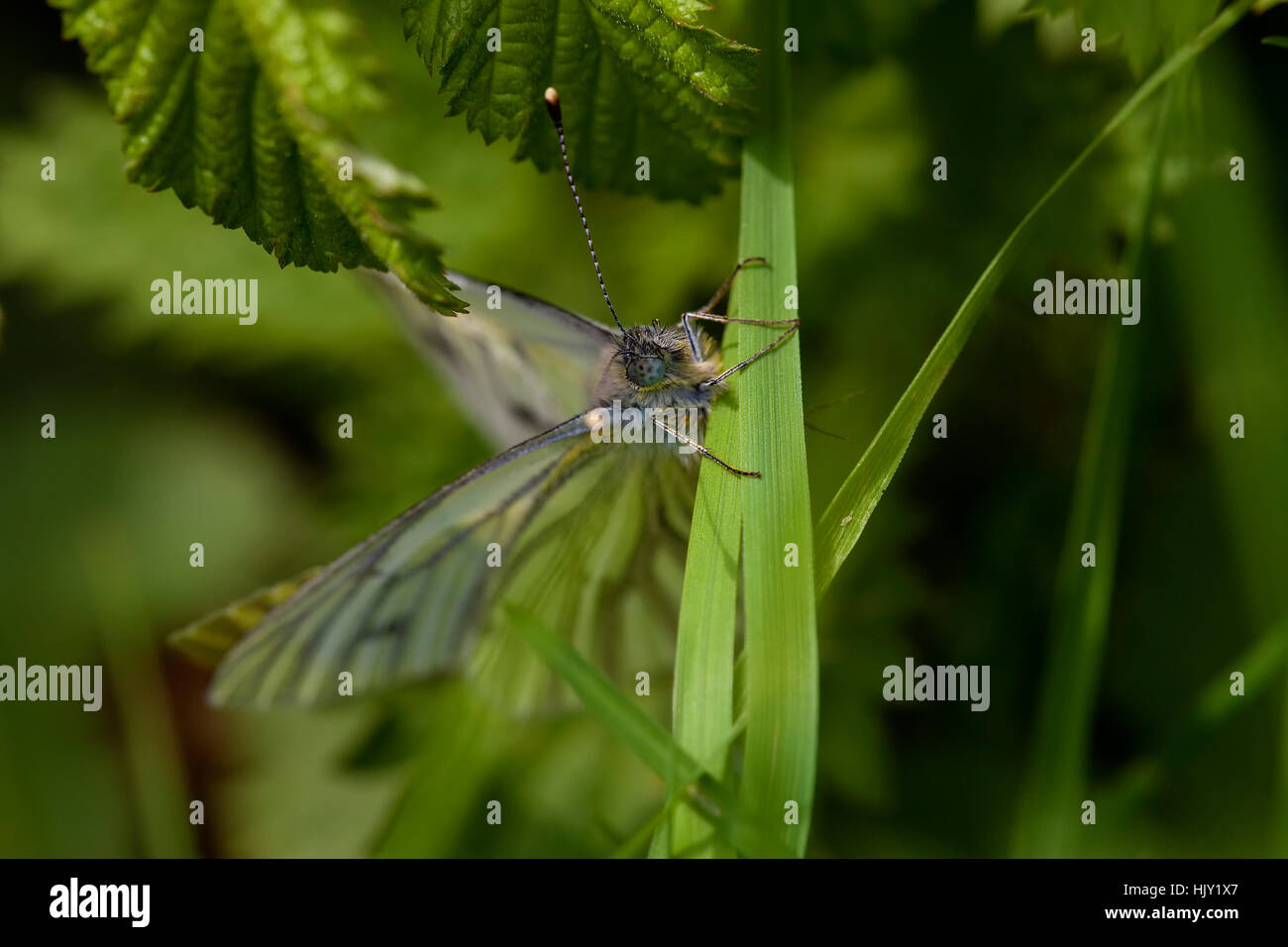 butterfly, moth, albino, cabbage white butterfly, insect, butterfly ...