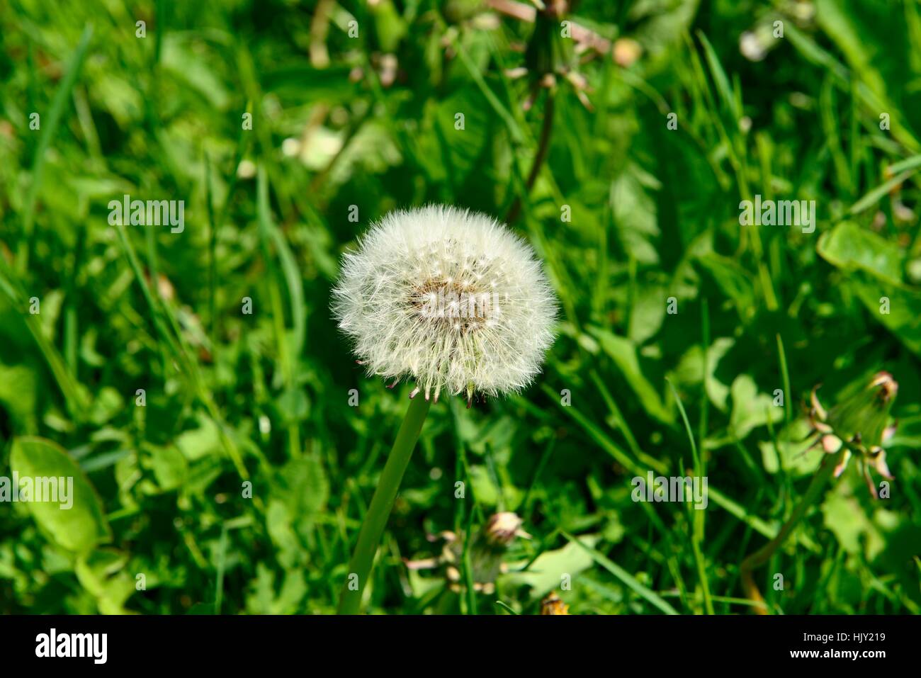 blowball, dandelion, weed, flower, plant, green, bloom, blossom ...