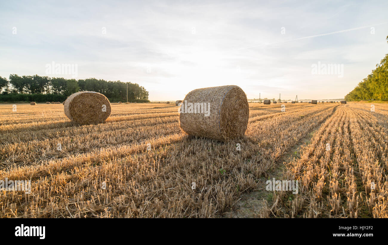 Golden hay bales in countryside Stock Photo - Alamy