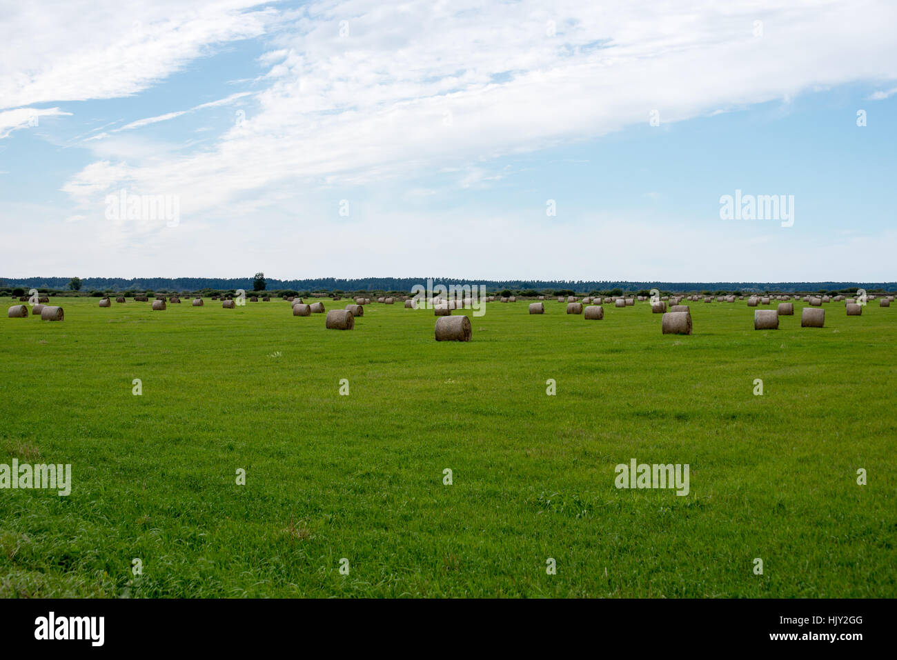 rolls of hay in green field in country Stock Photo - Alamy