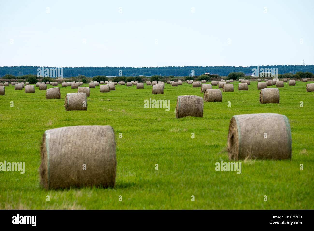 rolls of hay in green field in country Stock Photo - Alamy