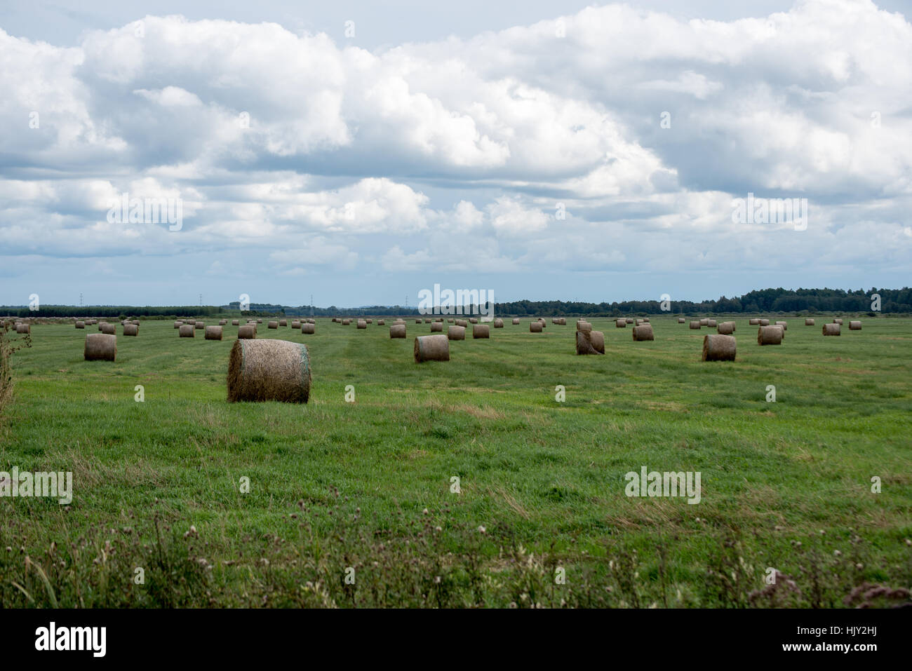 rolls of hay in green field in country Stock Photo - Alamy