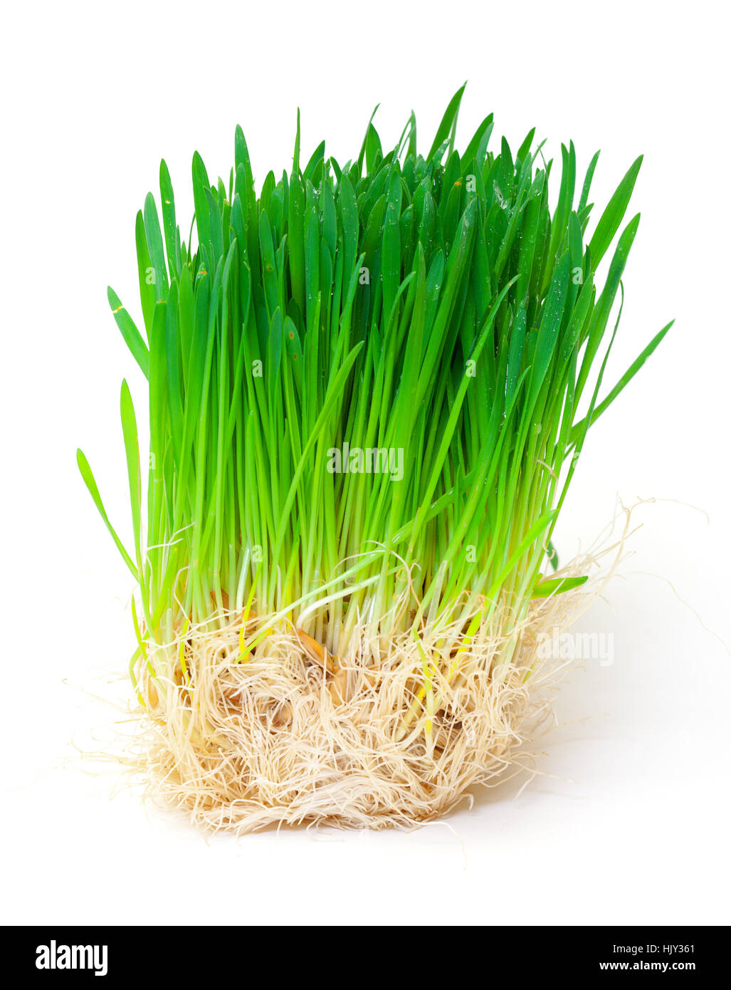 leaf, isolated, closeup, ground, soil, earth, humus, botany, root, dew ...