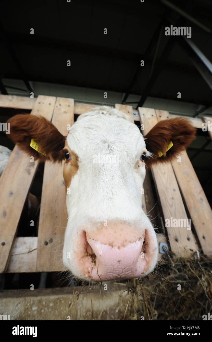 Live stock fodder hi-res stock photography and images - Alamy