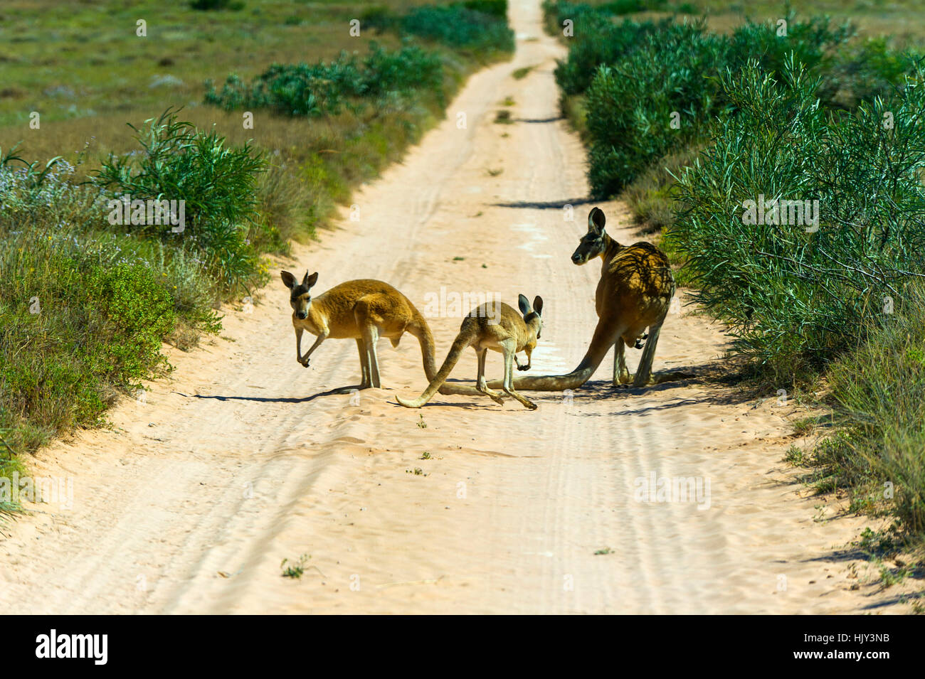 australia, animal, mammal, australia, spring, bouncing, bounces, hop ...