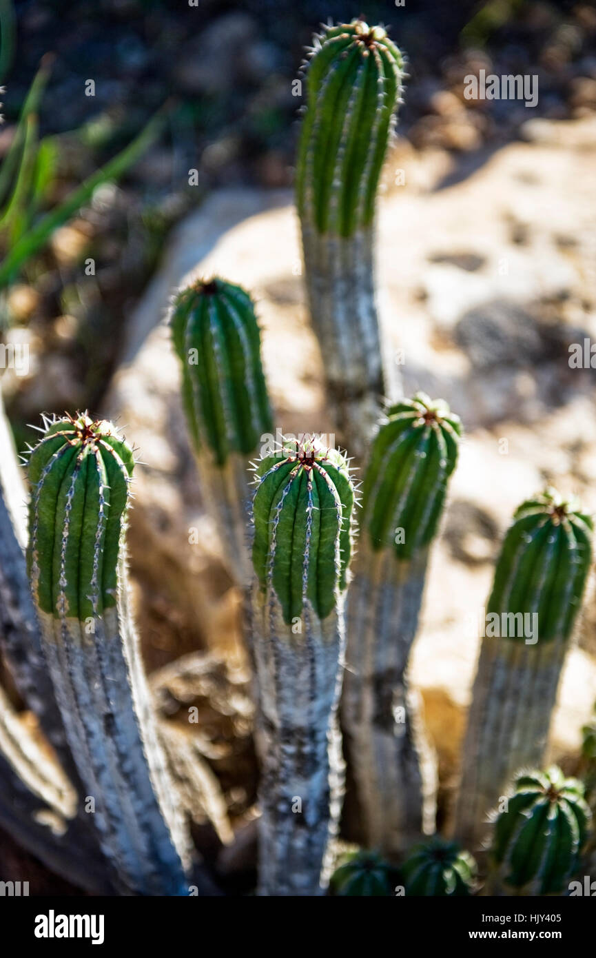 desert, wasteland, branch, cactus, growth, stalk, stem, nature, plant ...
