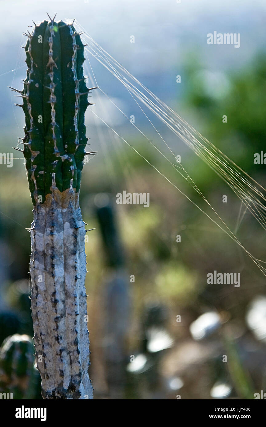 Desert spider cactus hi-res stock photography and images - Alamy