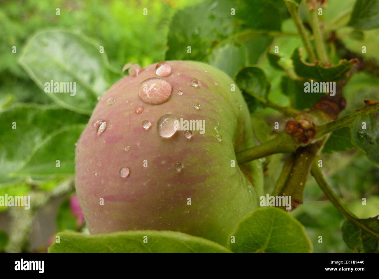 Nach dem regnen hi-res stock photography and images - Alamy