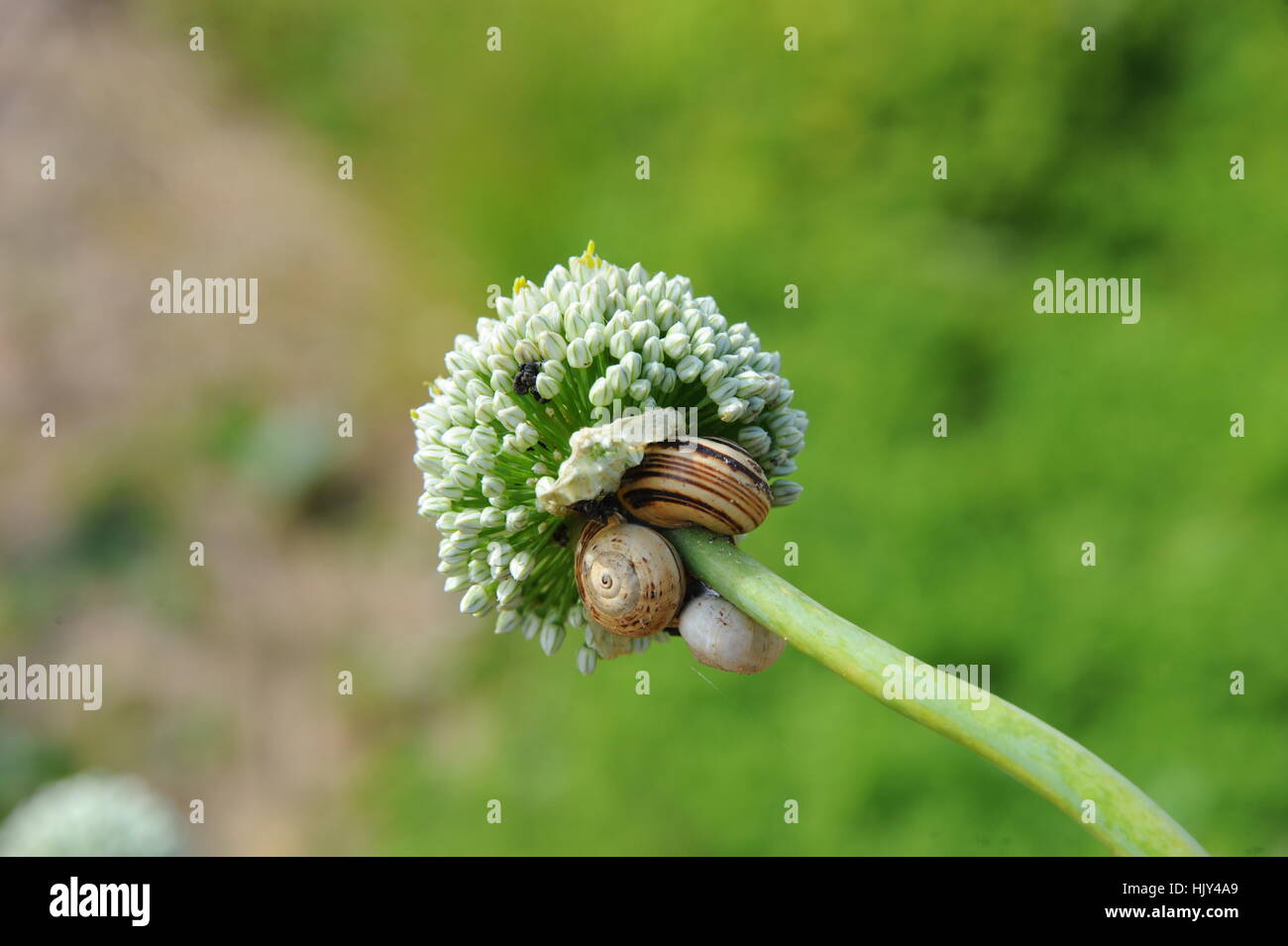 upstairs, escargots, rise, climb, climbing, ascend, uphill, tread ...