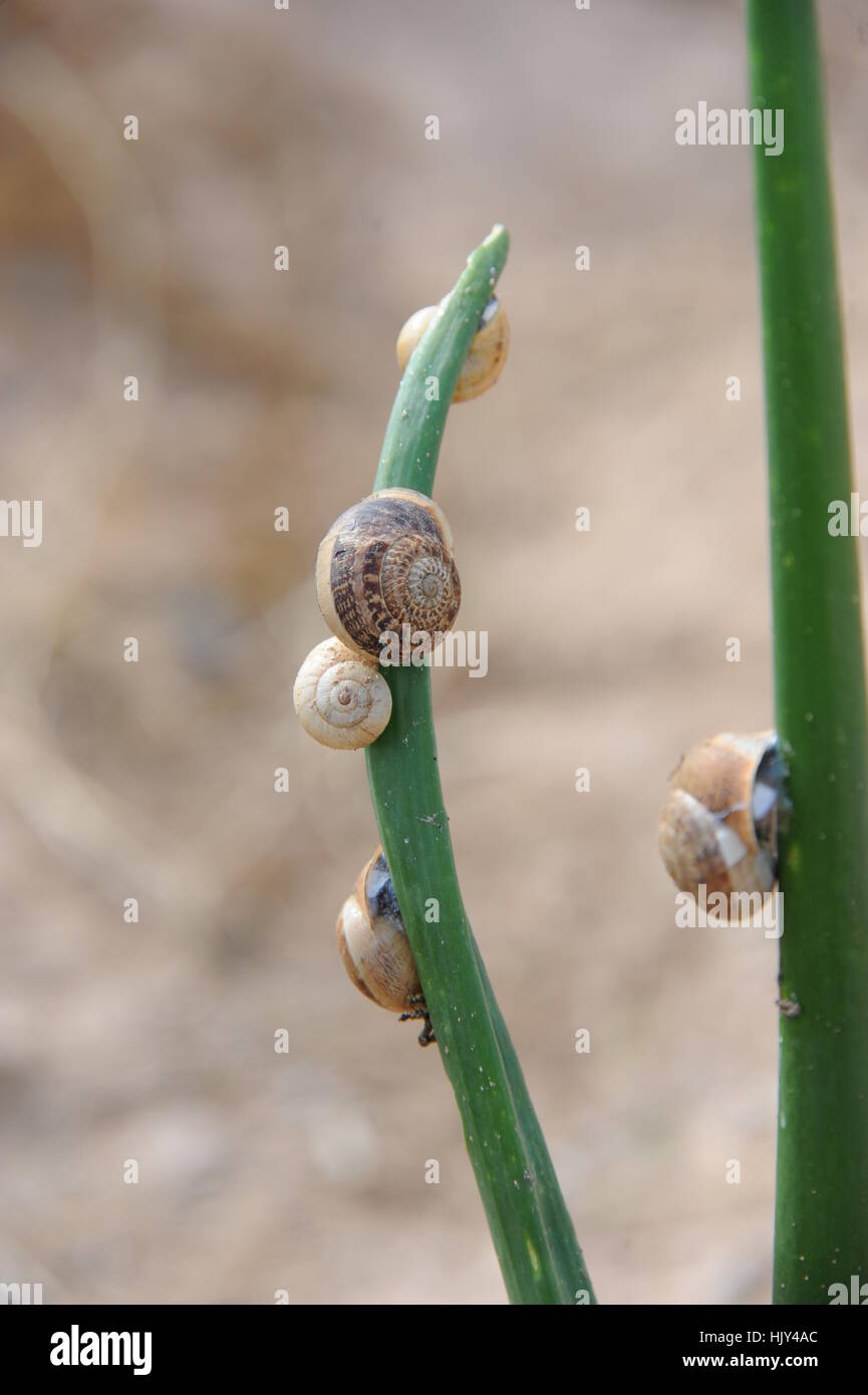 upstairs, escargots, rise, climb, climbing, ascend, uphill, tread ...