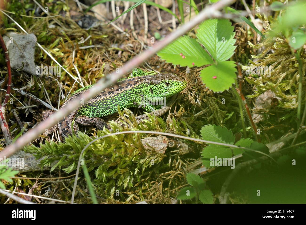 Strawberry lizard hi-res stock photography and images - Alamy
