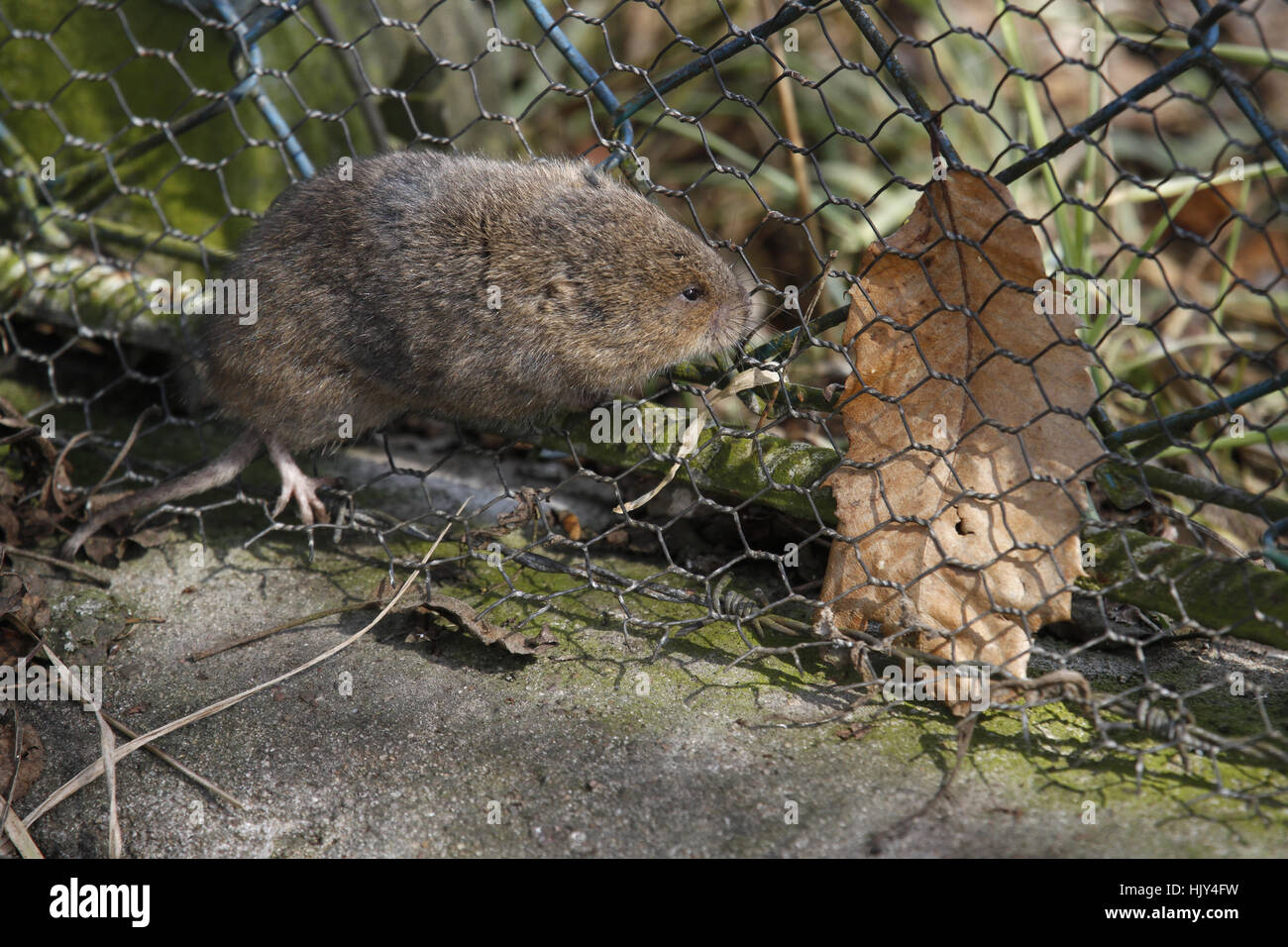 garden, rodent, mouse, gardens, varmint, rat, vole, garden, animal ...