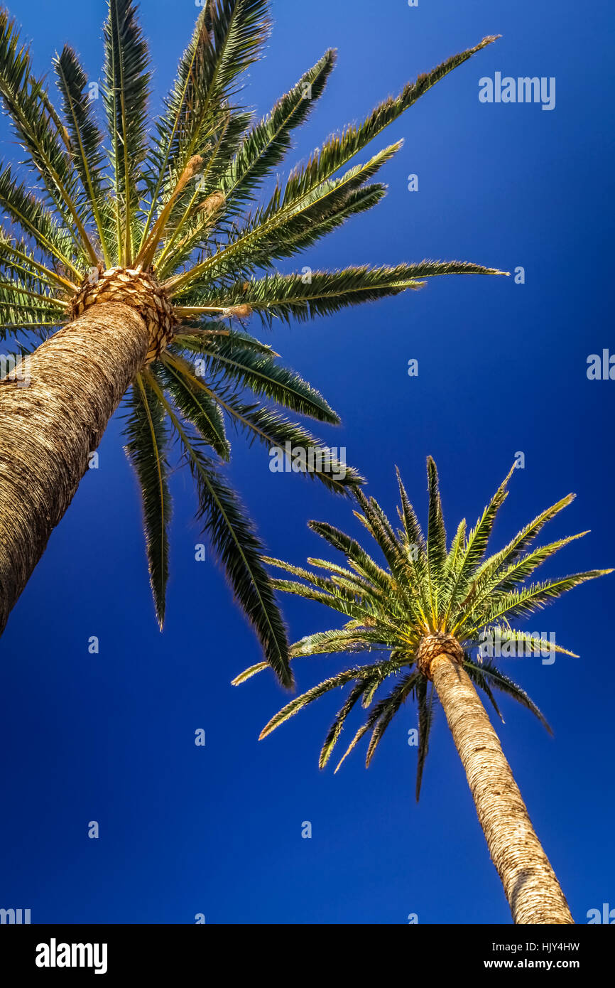 Two palmtrees hi-res stock photography and images - Alamy