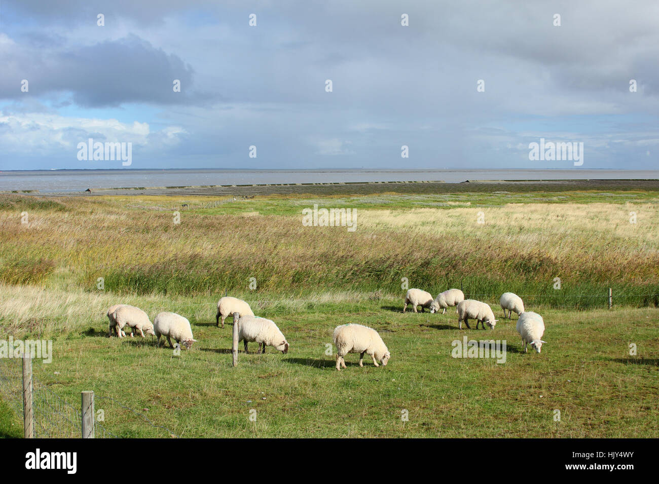 water, north sea, salt water, sea, ocean, sheep, dike, sheep (pl ...