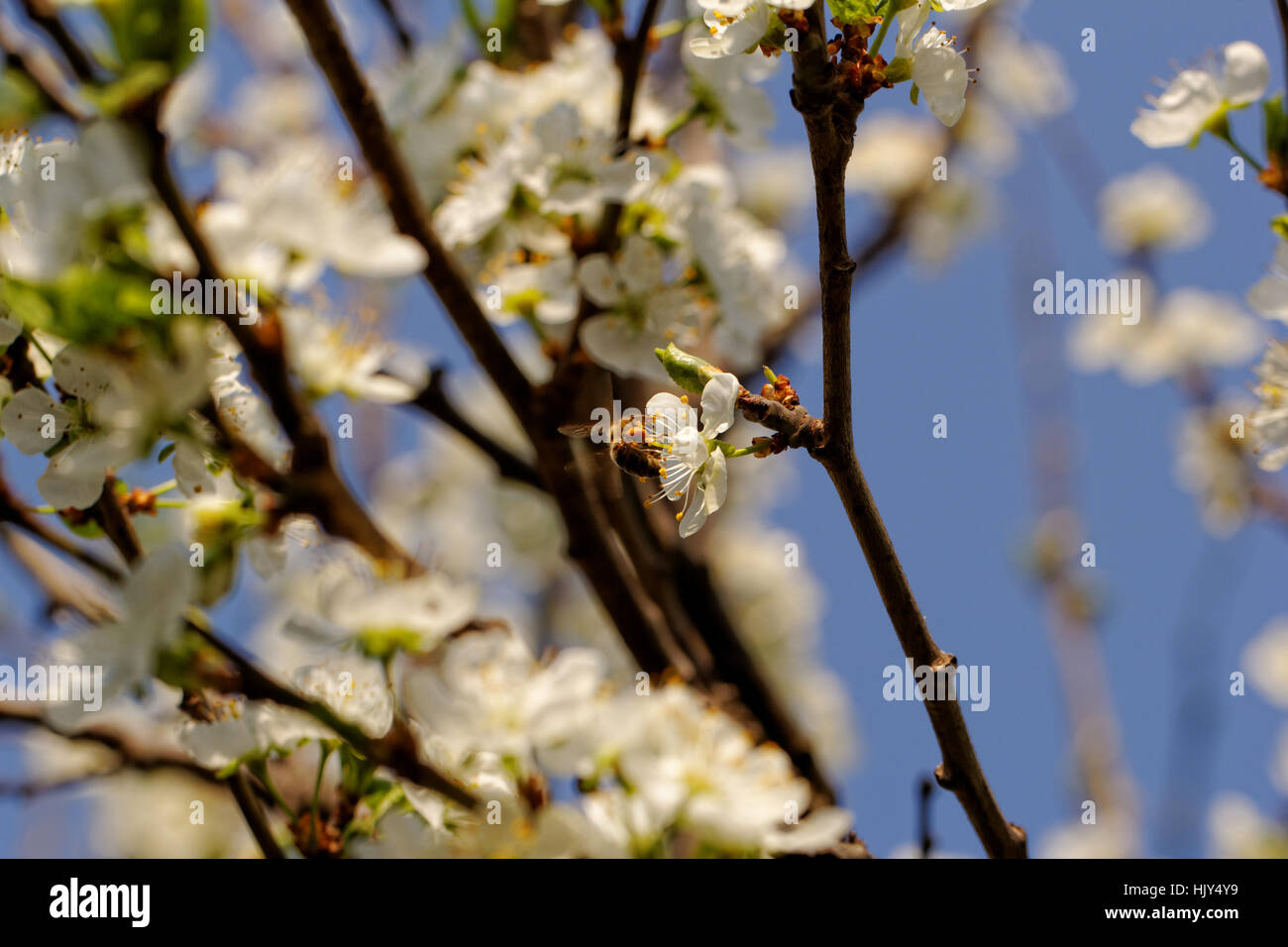 blossom tree with a bee pollination Stock Photo - Alamy