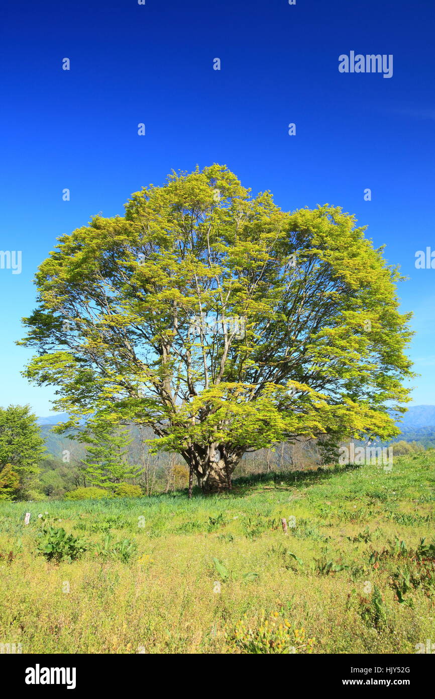 eco, environment, enviroment, tree, ecology, maple, lawn, green ...