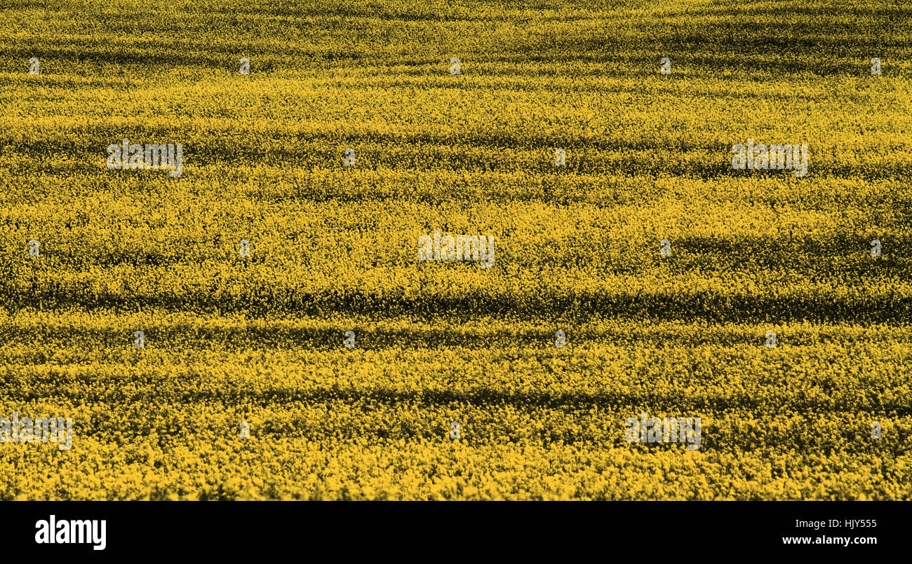 Colourful field of rapeseed Stock Photo - Alamy