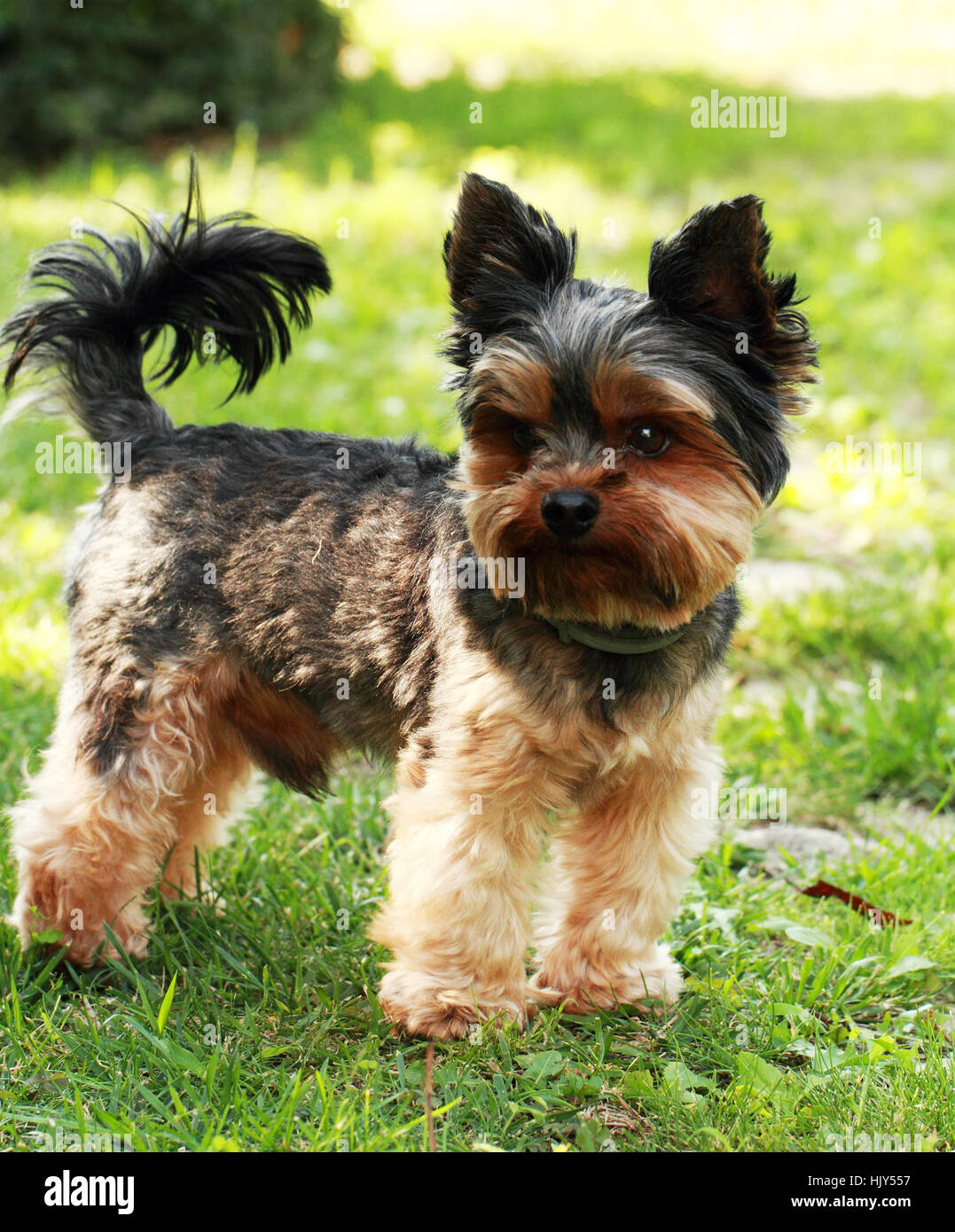Gold terrier hi-res stock photography and images - Alamy
