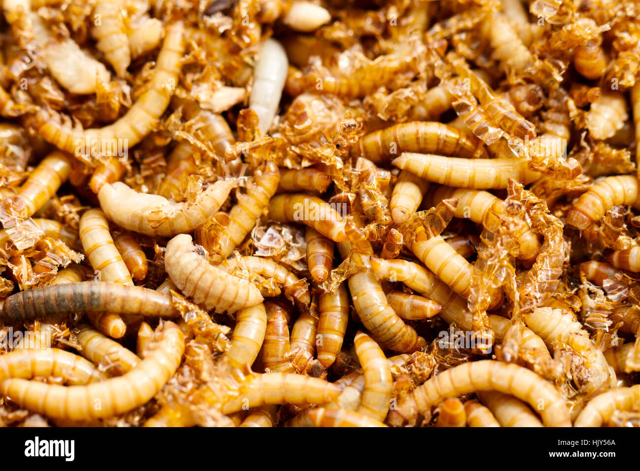 insect, bait, larva, backdrop, background, macro, close-up, macro ...