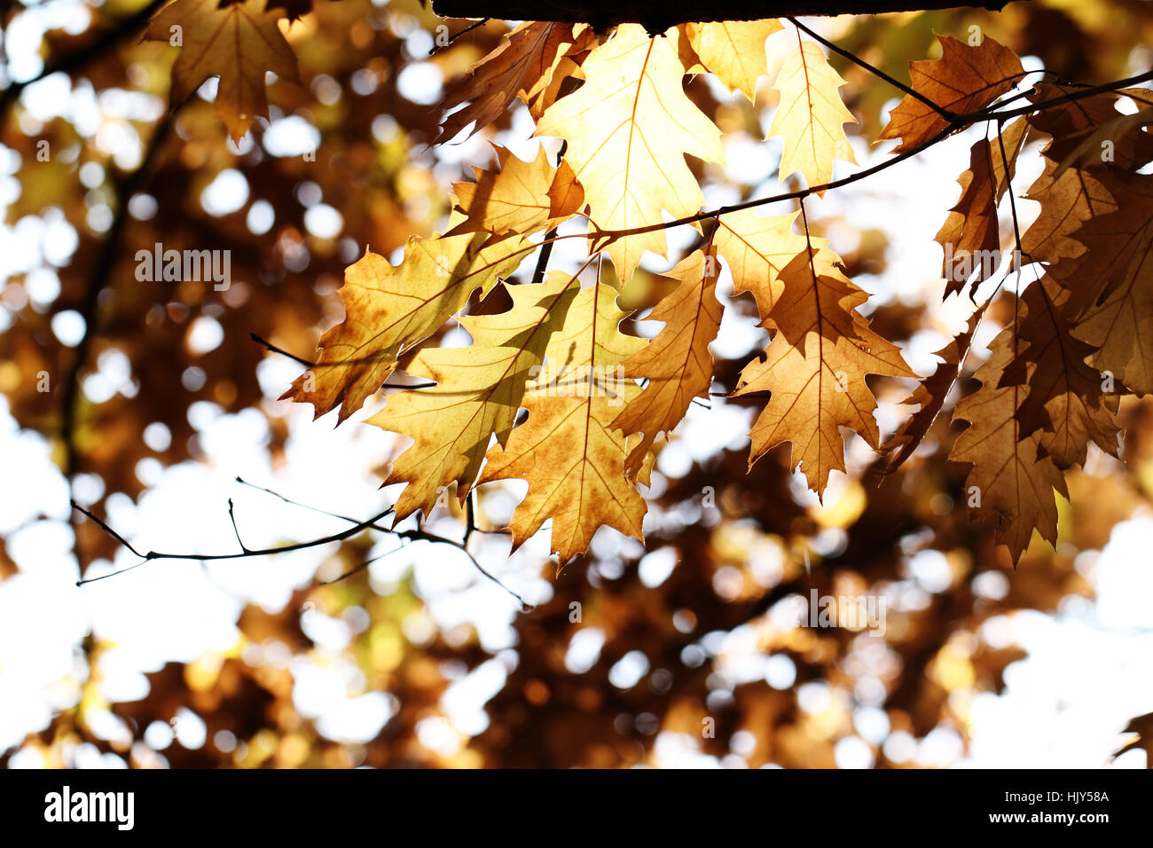 leaf, tree, brown, brownish, brunette, seasonal, beauty, nature, fall ...