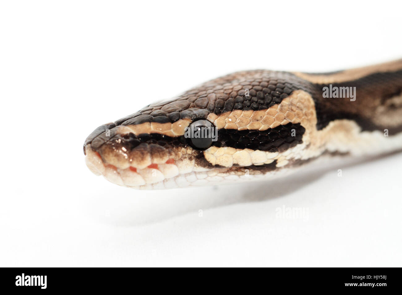 animal, wildlife, snake, phobia, python, ball, close, danger, macro ...