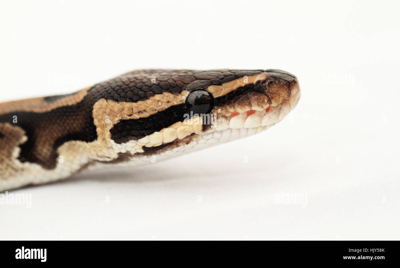 animal, wildlife, snake, phobia, python, ball, close, danger, macro ...