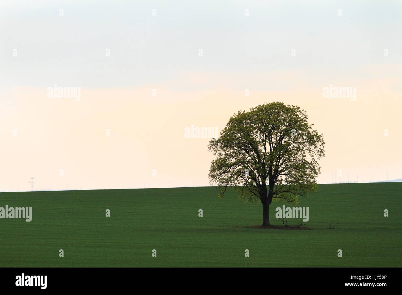 leaf, isolated, tree, agriculture, farming, field, meadow, grass, lawn ...
