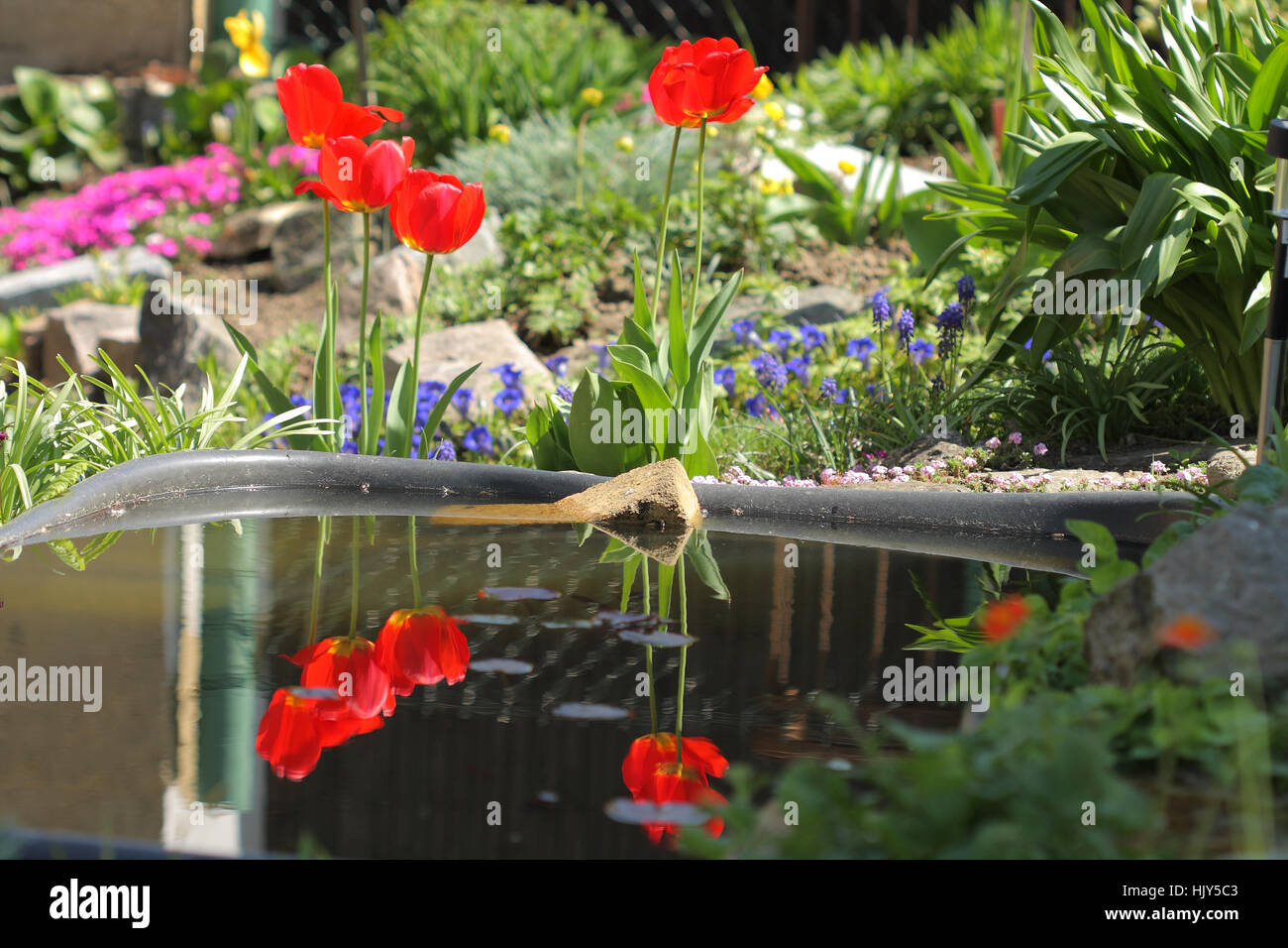 Spring flowers of tulip on blurred background, reflection in water in ...