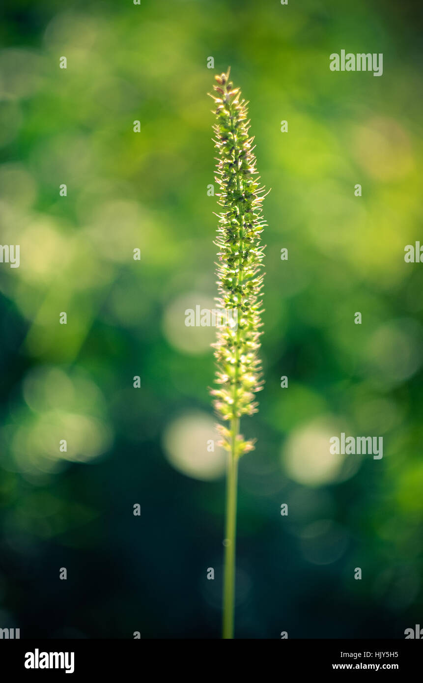wild spica plants on field closeup, background Stock Photo - Alamy