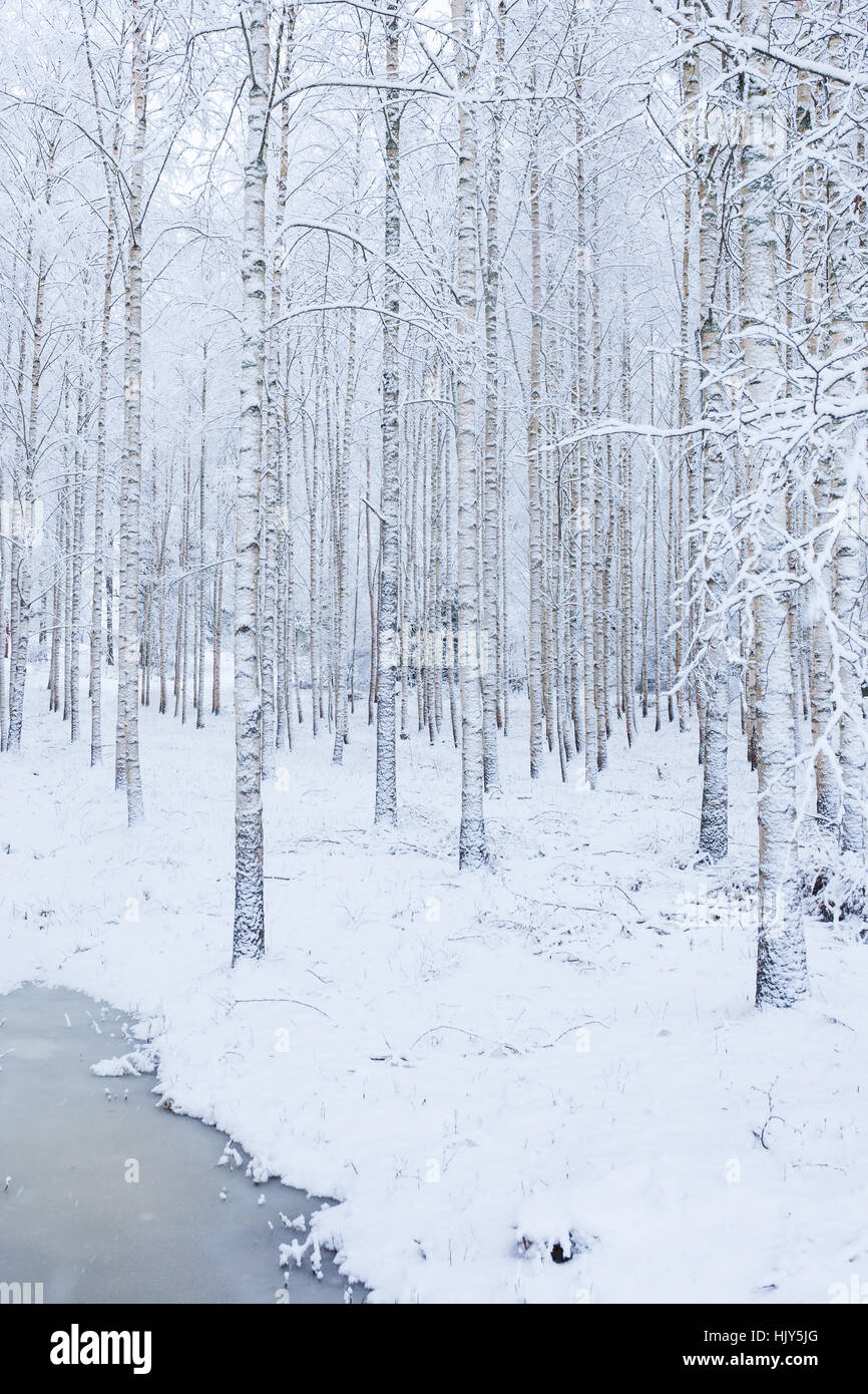 Birchwood in winter hi-res stock photography and images - Alamy