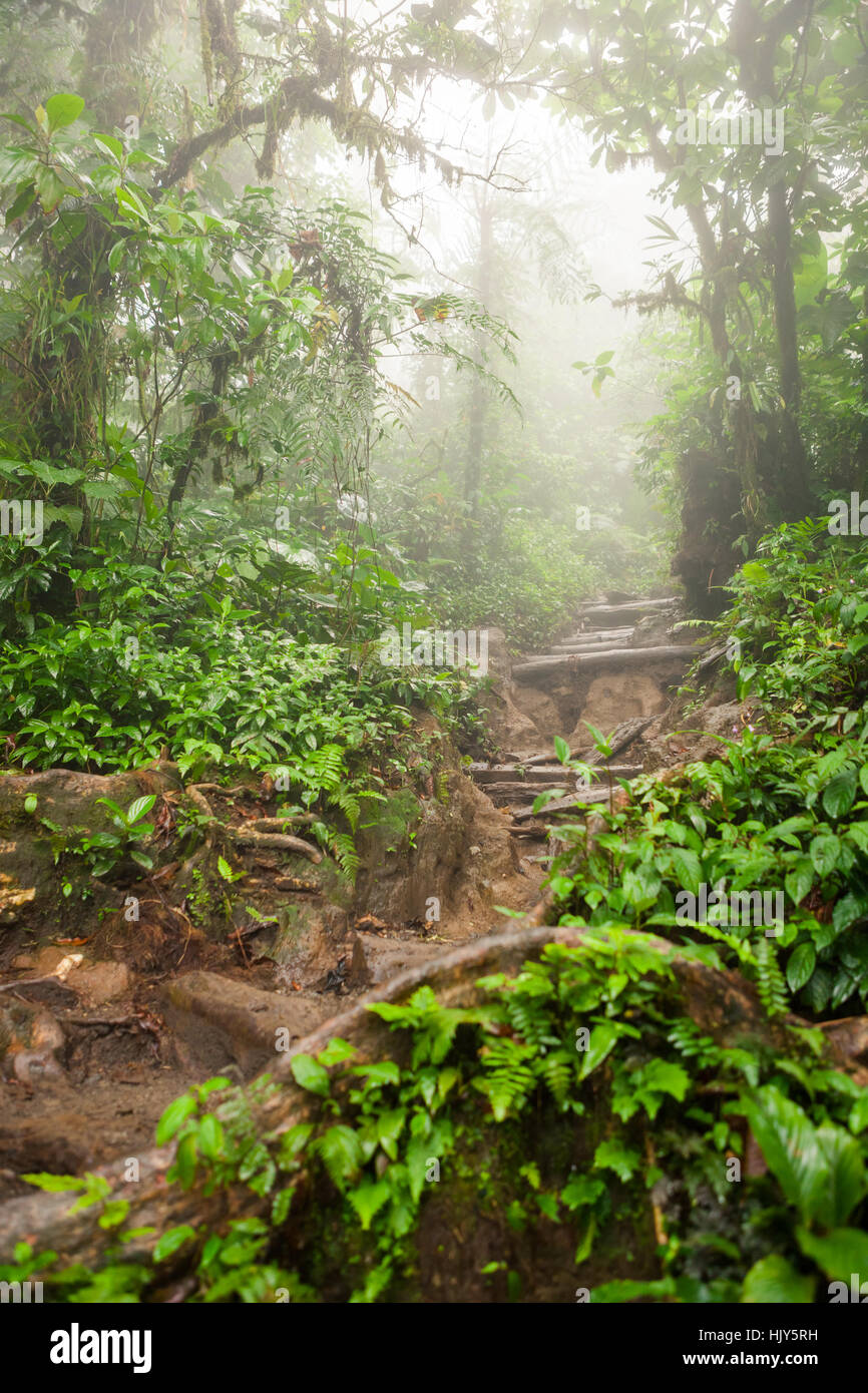 Hiking trail in lush rainforest Stock Photo - Alamy