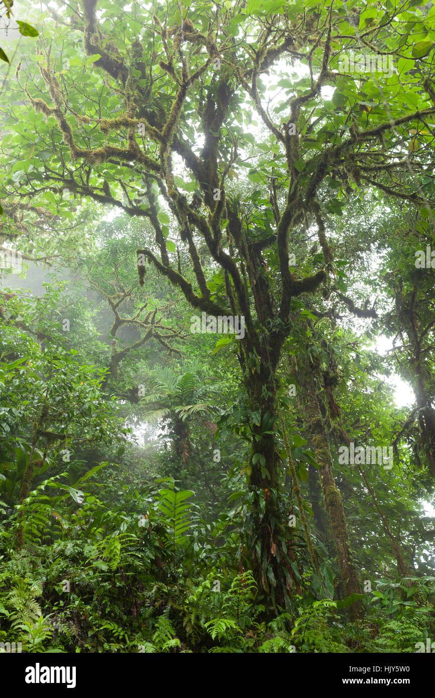 Moist rainforest hi-res stock photography and images - Alamy
