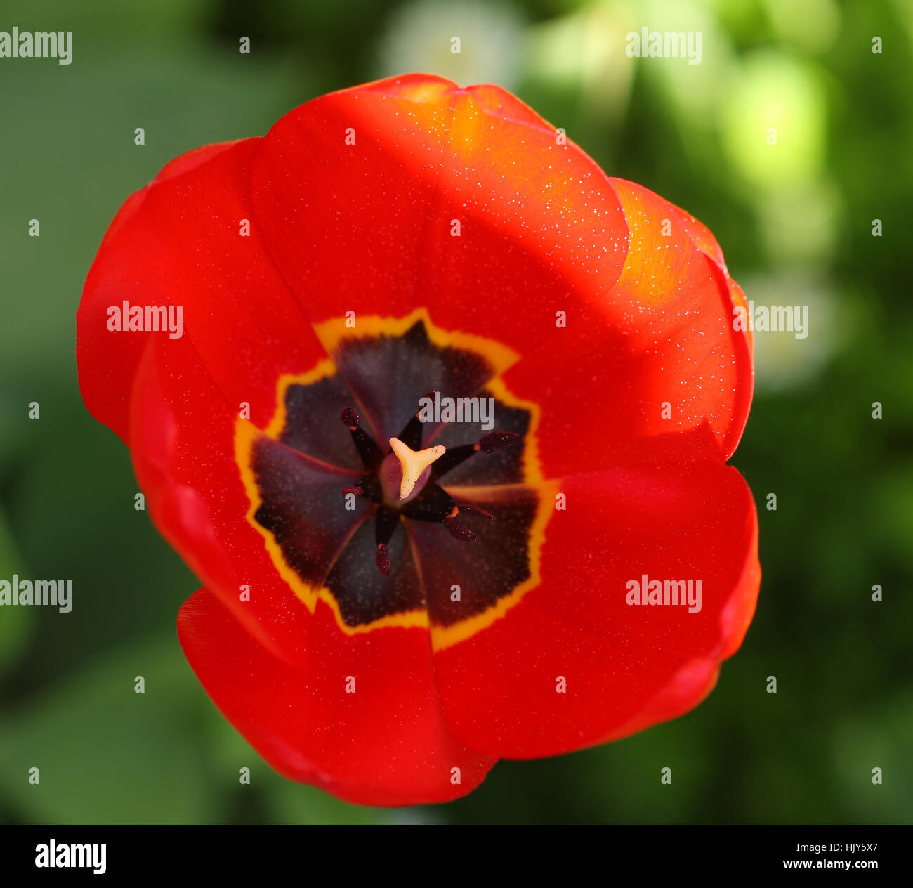 Carpel High Resolution Stock Photography and Images - Alamy