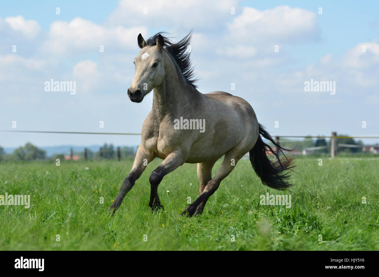 Connemarra pony hi-res stock photography and images - Alamy