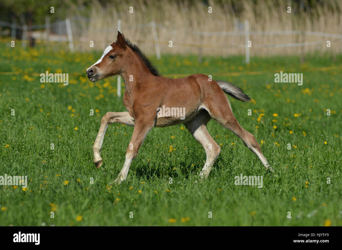 Pony horse foal gallop hi-res stock photography and images - Alamy