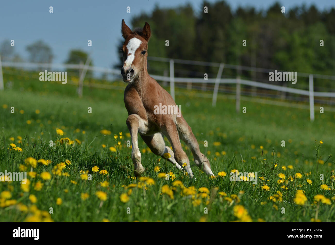 Horse foal pony gallop running hi-res stock photography and images - Alamy